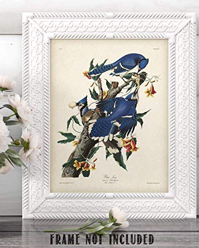 Blue Jays - 11x14 Unframed Art Print - Great Home Decor and a Great Gift for Bird Watchers Under $15