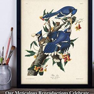 Blue Jays - 11x14 Unframed Art Print - Great Home Decor and a Great Gift for Bird Watchers Under $15