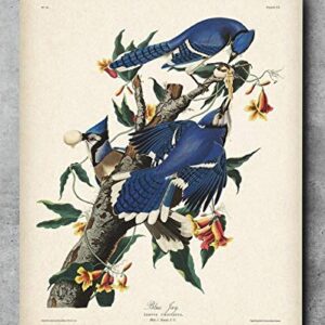 Blue Jays - 11x14 Unframed Art Print - Great Home Decor and a Great Gift for Bird Watchers Under $15