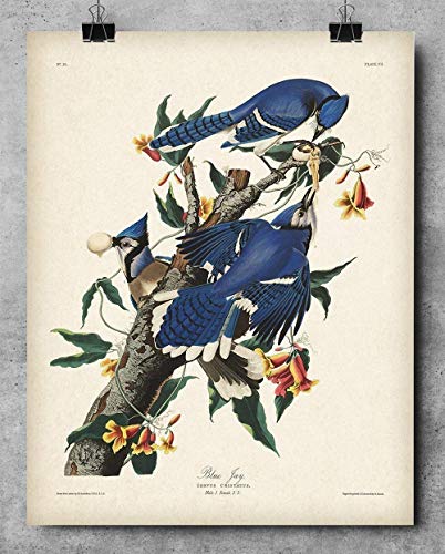 Blue Jays - 11x14 Unframed Art Print - Great Home Decor and a Great Gift for Bird Watchers Under $15