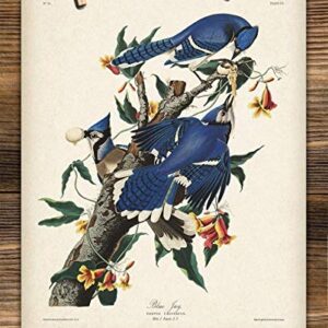 Blue Jays - 11x14 Unframed Art Print - Great Home Decor and a Great Gift for Bird Watchers Under $15