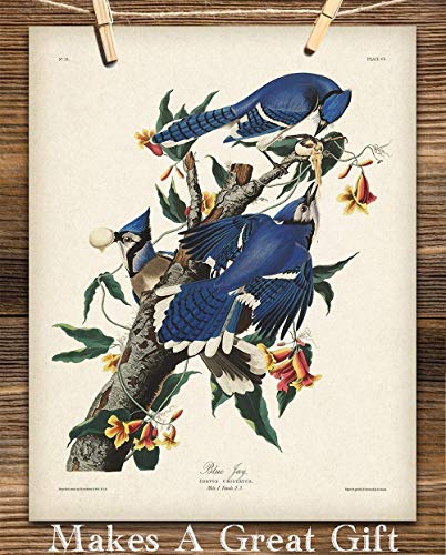 Blue Jays - 11x14 Unframed Art Print - Great Home Decor and a Great Gift for Bird Watchers Under $15