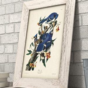 Blue Jays - 11x14 Unframed Art Print - Great Home Decor and a Great Gift for Bird Watchers Under $15