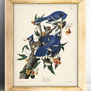 Blue Jays - 11x14 Unframed Art Print - Great Home Decor and a Great Gift for Bird Watchers Under $15