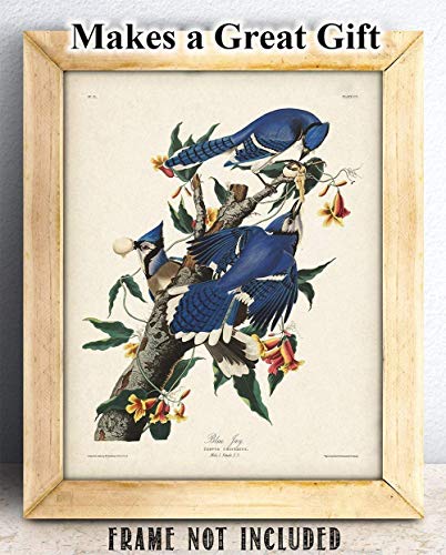 Blue Jays - 11x14 Unframed Art Print - Great Home Decor and a Great Gift for Bird Watchers Under $15