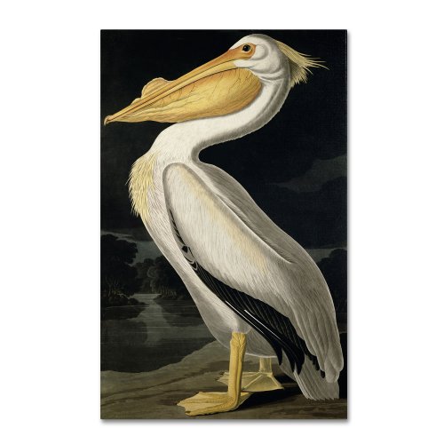 American White Pelican Artwork by John James Audubon, 30 by 47-Inch Canvas Wall Art