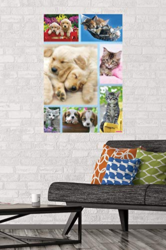 Trends International Keith Kimberlin - Puppies and Kittens Collage Wall Poster, 22.375" x 34", Unframed Version