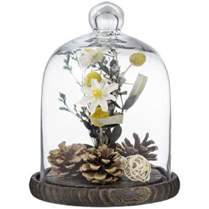 mygift clear cloche glass dome, display bell jar with top handle and rustic brown solid wood base