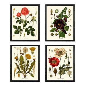 Botanical Flower Set of 4 Art Prints Antique Beautiful Red Rose Poppy Large Black Hollyhock Dandelion Spring Summer Garden Home Room Wall Decor Unframed KOH