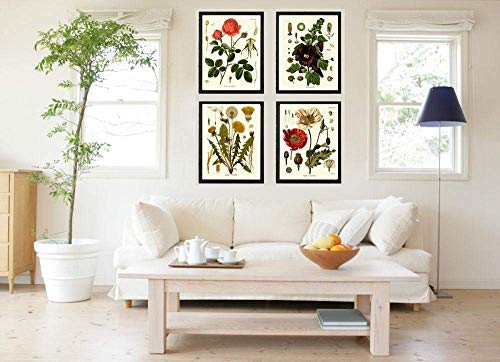 Botanical Flower Set of 4 Art Prints Antique Beautiful Red Rose Poppy Large Black Hollyhock Dandelion Spring Summer Garden Home Room Wall Decor Unframed KOH