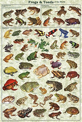 Picture Peddler Frogs & Toads of the World Laminated Educational Science Classroom Chart Print Poster 24x36