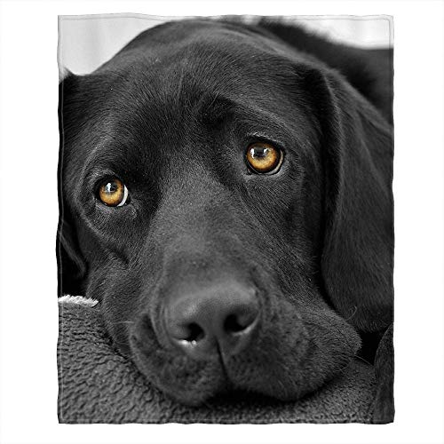 Moslion Soft Cozy Throw Blanket Black Lab Labrador Fuzzy Couch/Bed Blanket for Adult/Youth Polyester 40 x 50 Inches(Home/Travel/Camping Applicable)