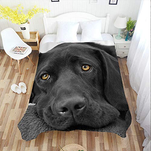 Moslion Soft Cozy Throw Blanket Black Lab Labrador Fuzzy Couch/Bed Blanket for Adult/Youth Polyester 40 x 50 Inches(Home/Travel/Camping Applicable)