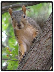 excellent home custom squirrels in the trees unique bed/sofa soft throw blanket 58″x80″