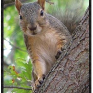 Excellent home Custom Squirrels in The Trees Unique Bed/Sofa Soft Throw Blanket 58"x80"