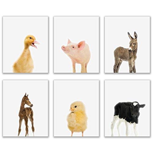 Baby Farm Animals Poster Prints - Set of 6 (8x10) Adorable Furry Barn Portraits Wall Art Nursery Decor - Calf (Cow) - Chick (Chicken) - Donkey - Foal (Horse) - Duckling (Duck) - Piglet (Pig)