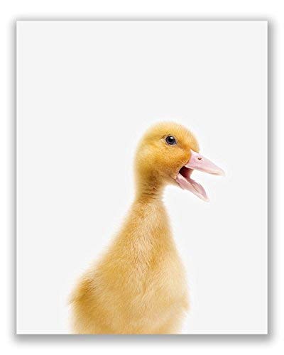 Baby Farm Animals Poster Prints - Set of 6 (8x10) Adorable Furry Barn Portraits Wall Art Nursery Decor - Calf (Cow) - Chick (Chicken) - Donkey - Foal (Horse) - Duckling (Duck) - Piglet (Pig)