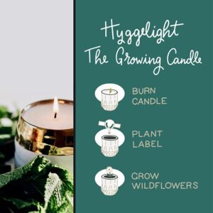 Hyggelight | The Growing Candle. Tired of Tossing Empty Candles? Try Our Less-Waste Solution. 10 oz, 55 hr Burn Time, 100% Soy Wax, Cotton Wick, Handmade Reusable Pot. (Sandalwood + Vanilla, Clara)