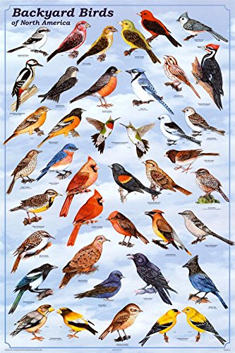 Backyard Birds Poster, 24x36