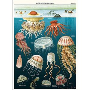 cavallini decorative wrap poster, jellyfish, 20 x 28 inch italian archival paper (wrap/jelly)