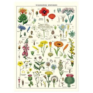 cavallini decorative wrap poster, wildflowers, 20 x 28 inch italian archival paper (wrap/wf)