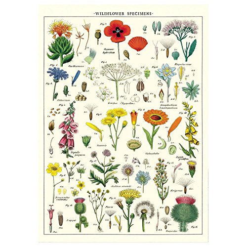 Cavallini Decorative Wrap Poster, Wildflowers, 20 x 28 inch Italian Archival Paper (WRAP/WF)