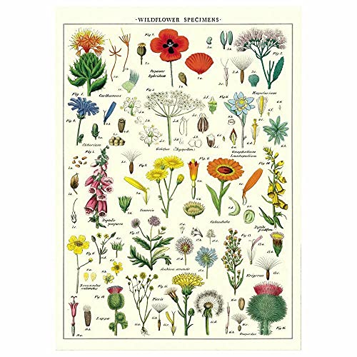 Cavallini Decorative Wrap Poster, Wildflowers, 20 x 28 inch Italian Archival Paper (WRAP/WF)