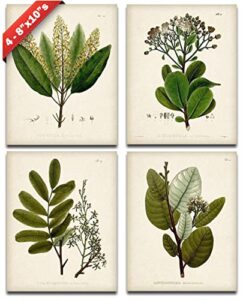 green botanical prints – set of four rustic wall art, vintage, farmhouse prints (8×10) unframed – green kitchen decor, dinning room decor old fern nature print, dark naturalism decor