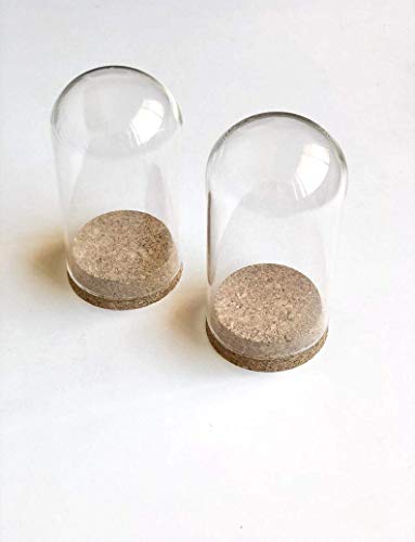 N/ 1 Pieces Clear Glass Dome Cover Cloche Bell Jar Succulent Terrariums w/Wooden Cork Base Home Study Room Decor Beauty and The Beast