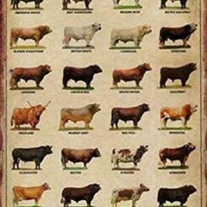 Breeds of Cattle Poster Retro Painting Tin Sign for Street Garage Family Restaurant Cafe Bar People Cave Farm Wall Decoration Crafts Metal Tin Sign 12x16inch