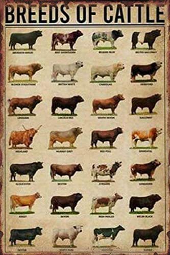 Breeds of Cattle Poster Retro Painting Tin Sign for Street Garage Family Restaurant Cafe Bar People Cave Farm Wall Decoration Crafts Metal Tin Sign 12x16inch