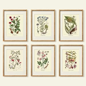 yumknow farmhouse vintage botanical wall decor – unframed set of 6, 11×14, boho cottegecore plant leaves room decor for bathroom, bedroom art posters prints, aesthetic flower pictures office kitchen