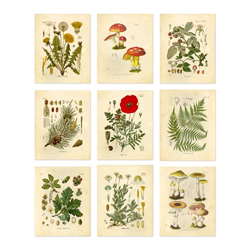 Ink Inc. Botanical Prints Wall Art Ink Inc - Woodland Plants Wildflower Mushrooms Ferns Berries - Set of 9 8x10 Unframed