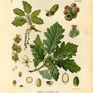 Ink Inc. Botanical Prints Wall Art Ink Inc - Woodland Plants Wildflower Mushrooms Ferns Berries - Set of 9 8x10 Unframed