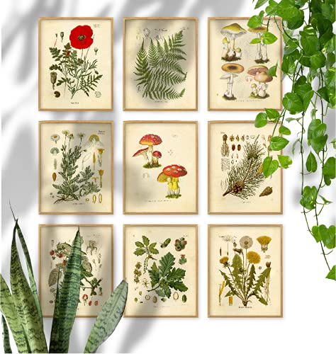 Ink Inc. Botanical Prints Wall Art Ink Inc - Woodland Plants Wildflower Mushrooms Ferns Berries - Set of 9 8x10 Unframed