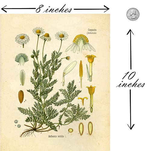 Ink Inc. Botanical Prints Wall Art Ink Inc - Woodland Plants Wildflower Mushrooms Ferns Berries - Set of 9 8x10 Unframed