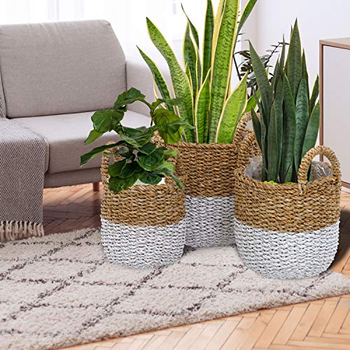 Plastic Lined Seagrass Baskets, Set of 3, Paint Dipped in Coastal White, Chunky Weave, Rustic, Natural, Barrel Belly, Top Handles, 10.25, 11, and 12.25 Inches T