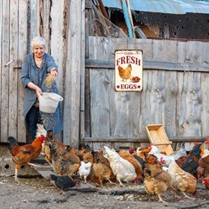 ANJOOY Metal Tin Signs - Farm Fresh Eggs - Chicken Funny Kitchen Farmhouse Store Market Country Farm Barn Supermarket Outdoor Wall Decor Art 8"x12"