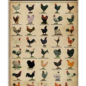 Pozino Chicken All Breeds of Chicken World Education Science Classroom Chart Metal Tin Sign Great Retro Gifts and Decorative Door Wall School Bedroom Farm Hospital Metal Sign 12x16 inch