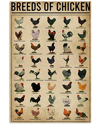 Pozino Chicken All Breeds of Chicken World Education Science Classroom Chart Metal Tin Sign Great Retro Gifts and Decorative Door Wall School Bedroom Farm Hospital Metal Sign 12x16 inch