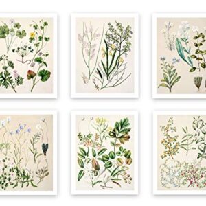 Vintage Botanical Prints | Forest Plants by Ink Inc. | Wildflower Leaves Floral Wall Art | Set of 6 8x10 Unframed