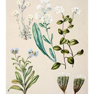 Vintage Botanical Prints | Forest Plants by Ink Inc. | Wildflower Leaves Floral Wall Art | Set of 6 8x10 Unframed