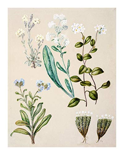 Vintage Botanical Prints | Forest Plants by Ink Inc. | Wildflower Leaves Floral Wall Art | Set of 6 8x10 Unframed