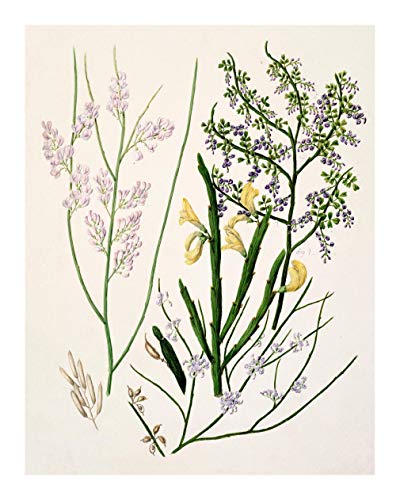 Vintage Botanical Prints | Forest Plants by Ink Inc. | Wildflower Leaves Floral Wall Art | Set of 6 8x10 Unframed