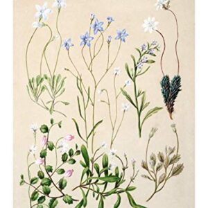 Vintage Botanical Prints | Forest Plants by Ink Inc. | Wildflower Leaves Floral Wall Art | Set of 6 8x10 Unframed