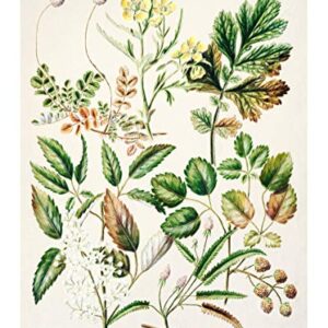 Vintage Botanical Prints | Forest Plants by Ink Inc. | Wildflower Leaves Floral Wall Art | Set of 6 8x10 Unframed