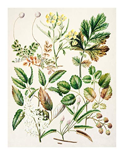 Vintage Botanical Prints | Forest Plants by Ink Inc. | Wildflower Leaves Floral Wall Art | Set of 6 8x10 Unframed