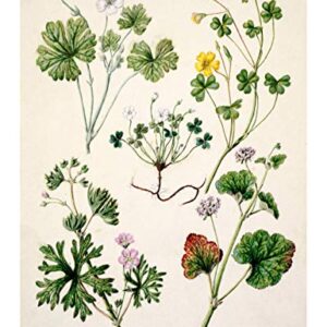 Vintage Botanical Prints | Forest Plants by Ink Inc. | Wildflower Leaves Floral Wall Art | Set of 6 8x10 Unframed