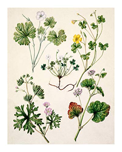 Vintage Botanical Prints | Forest Plants by Ink Inc. | Wildflower Leaves Floral Wall Art | Set of 6 8x10 Unframed