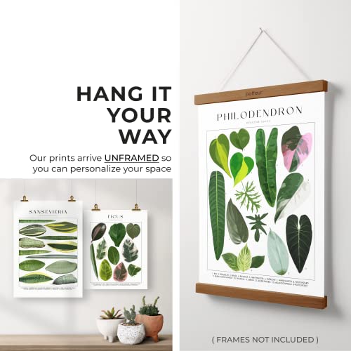 Buy 3 Get 1 Offer - Set of 4 UNFRAMED Plant Poster - Botanical Wall Art - Plant Stuff - Green Wall Art - Plant Wall Art - Plant Art Wall Prints - Plant Prints - Plant Pictures Wall Art - 8x10" (FOLIA)